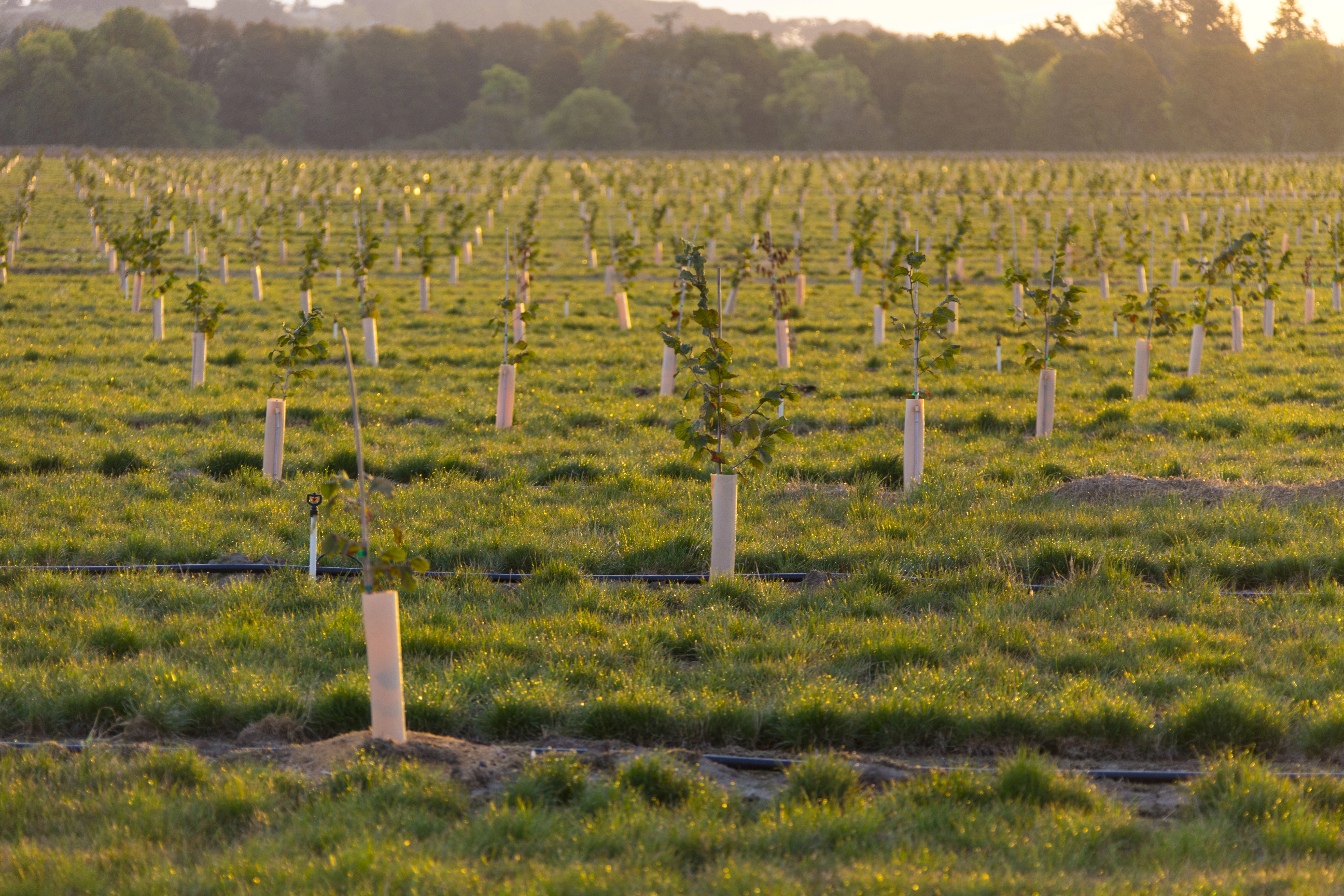 R10/R10LP Rotator® by Nelson Irrigation