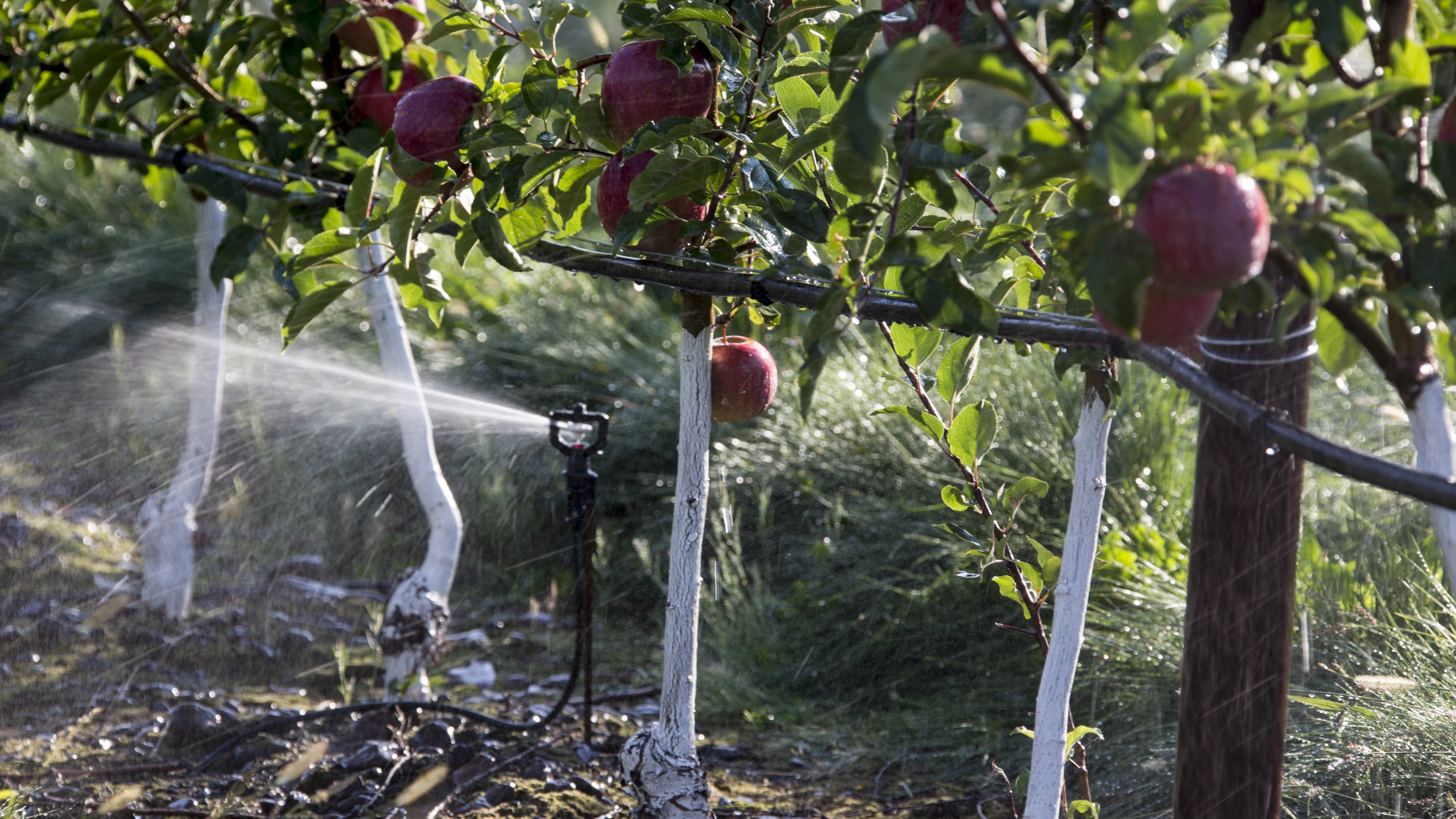 R10/R10LP Rotator® by Nelson Irrigation