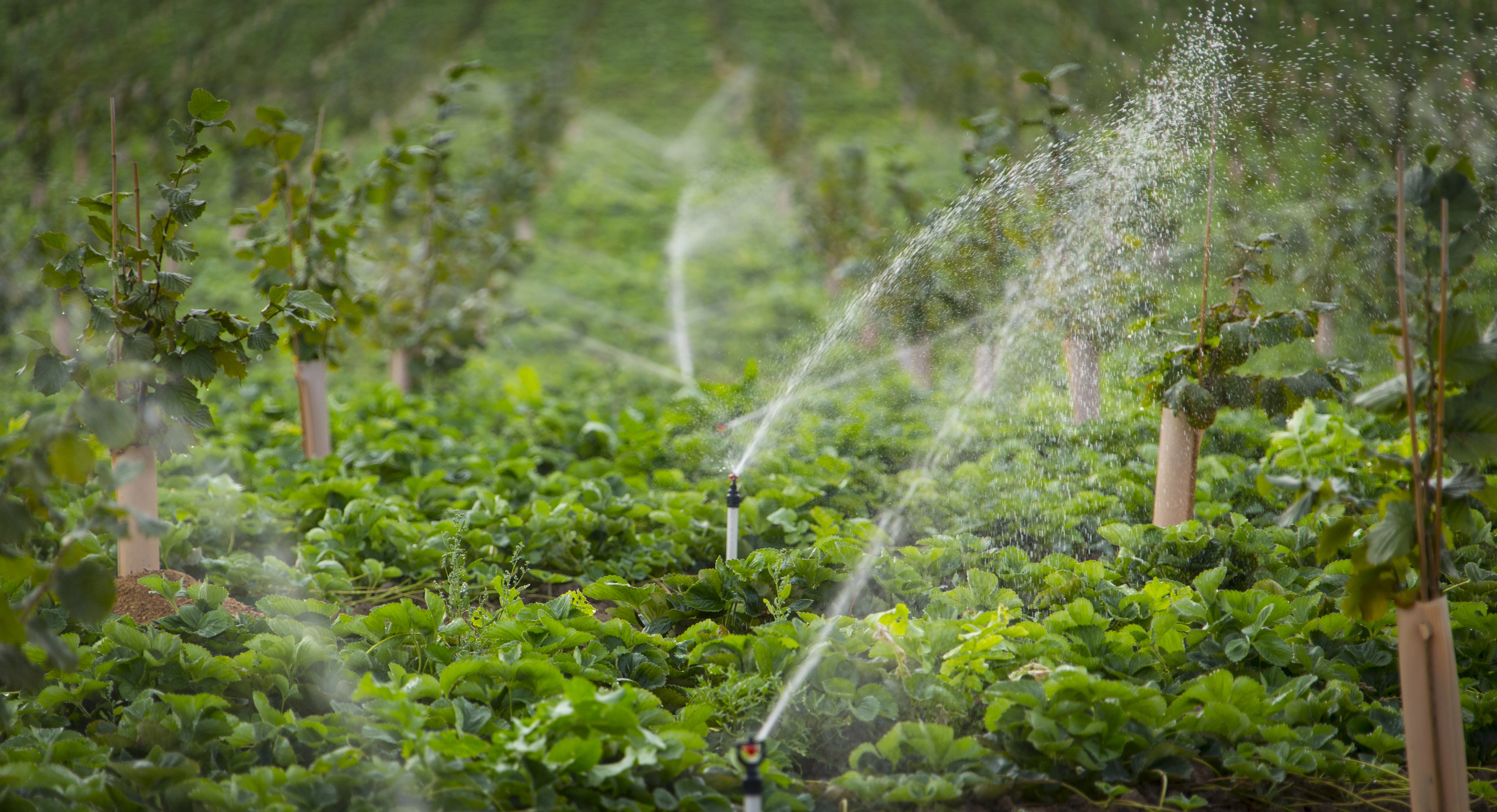 R10/R10LP Rotator® by Nelson Irrigation