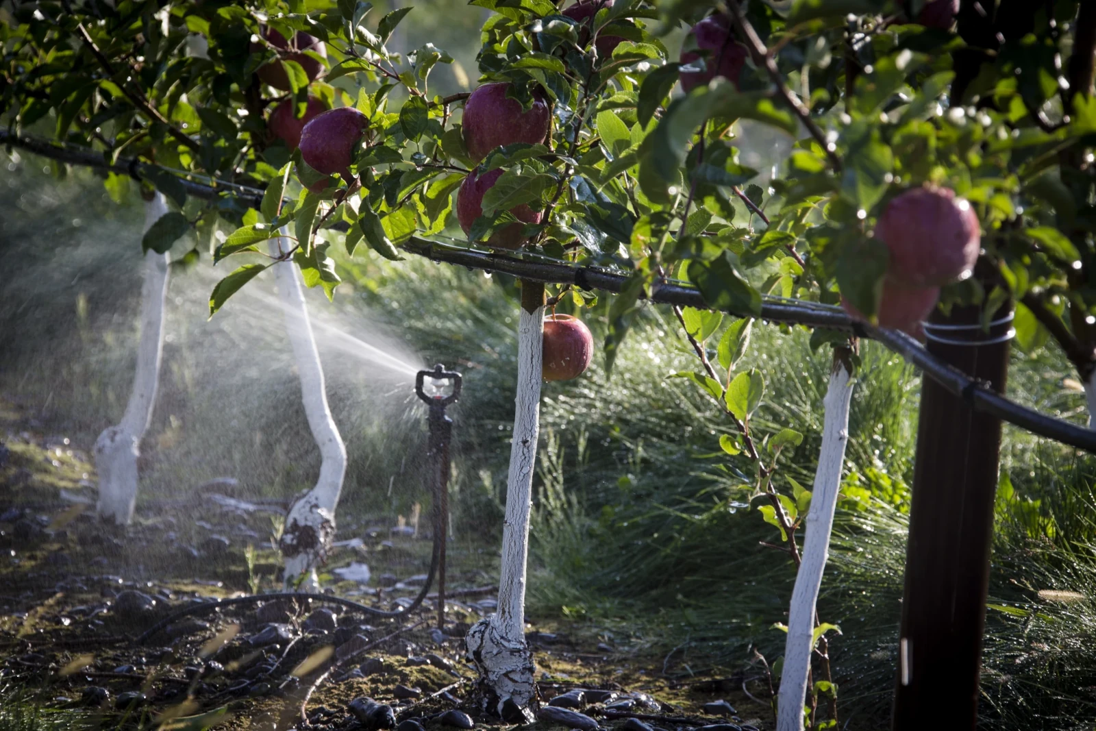 Full Coverage Orchard Irrigation Systems from Nelson Irrigation