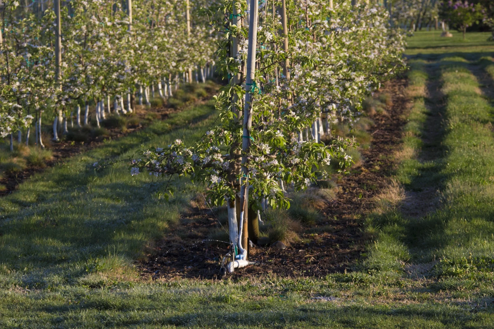Full Coverage Orchard Irrigation Systems from Nelson Irrigation