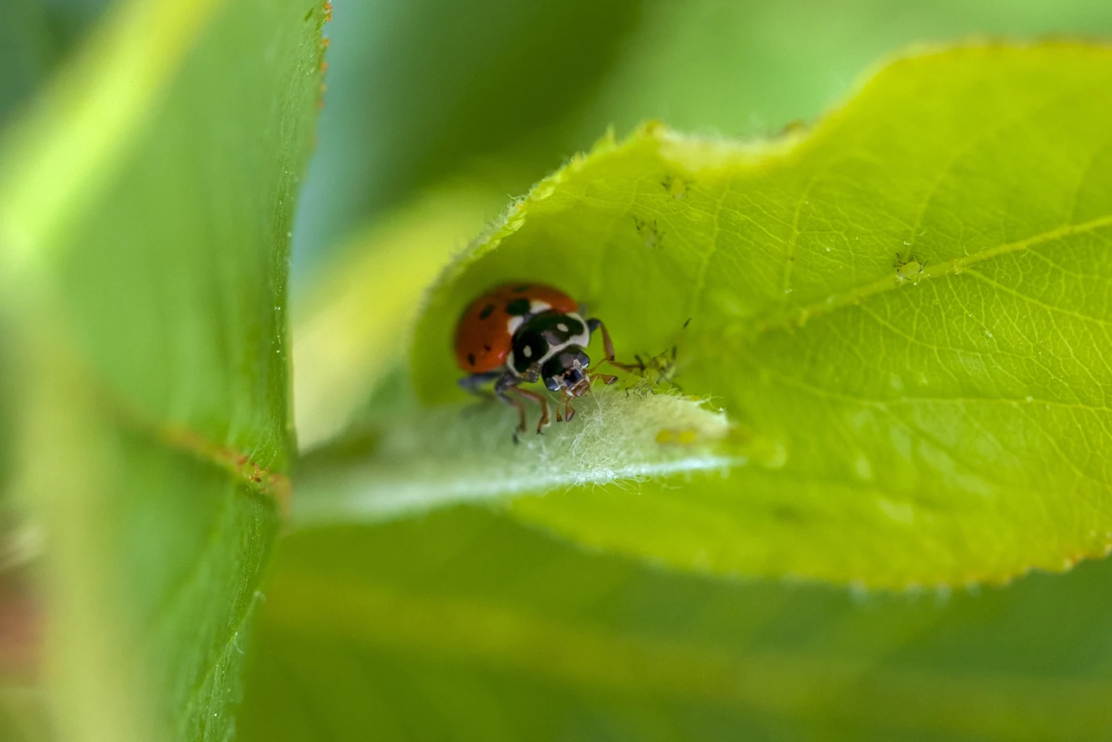 Full Coverage Orchard Irrigation Systems from Nelson Irrigation
