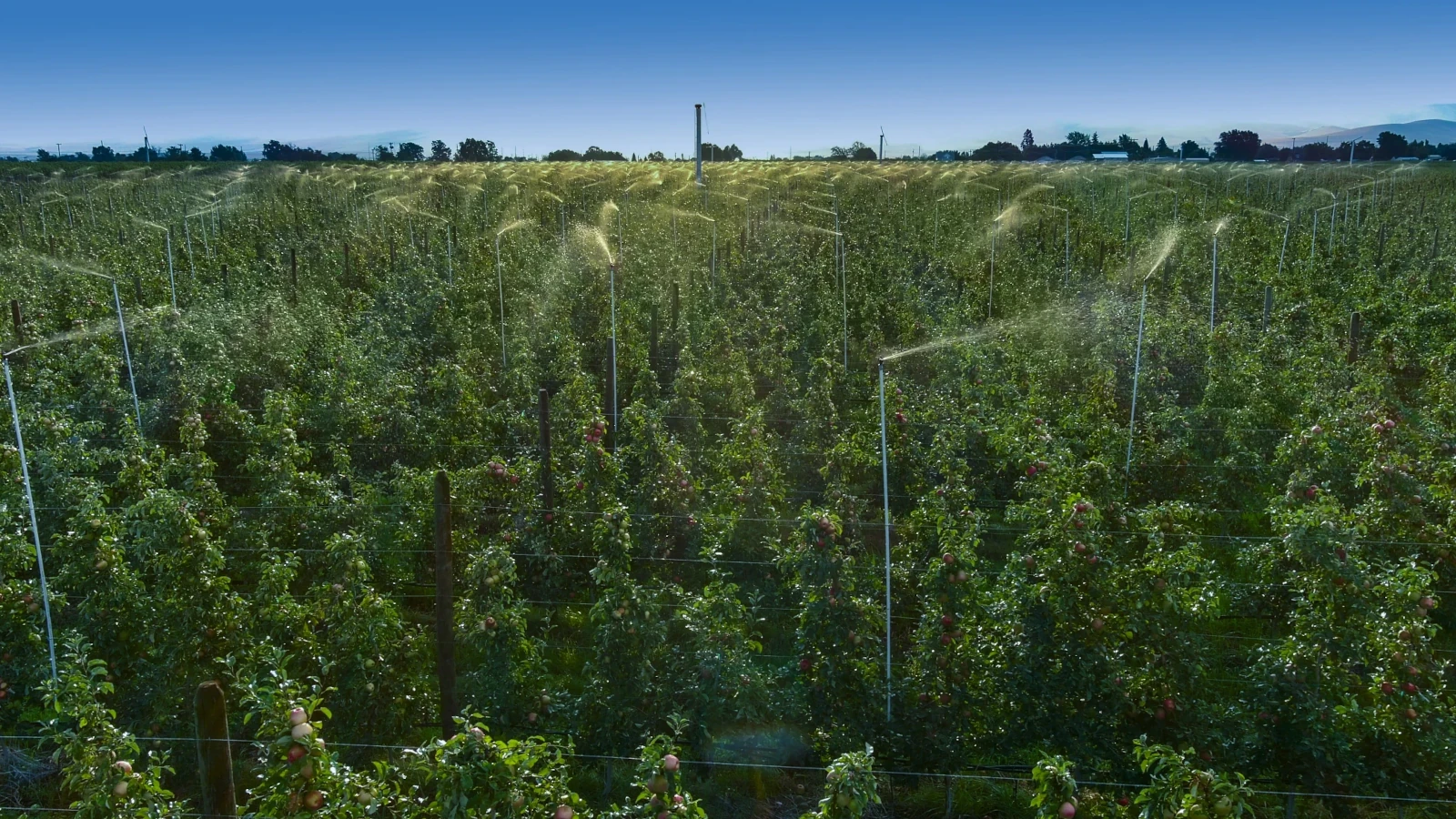 Full Coverage Orchard Irrigation Systems from Nelson Irrigation