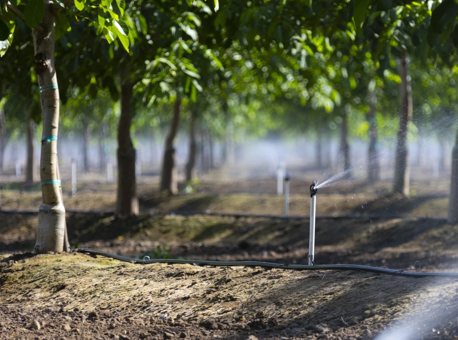 Full Coverage Orchard Irrigation Systems from Nelson Irrigation