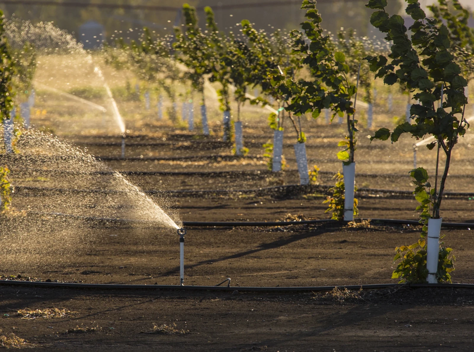 Full Coverage Orchard Irrigation Systems from Nelson Irrigation